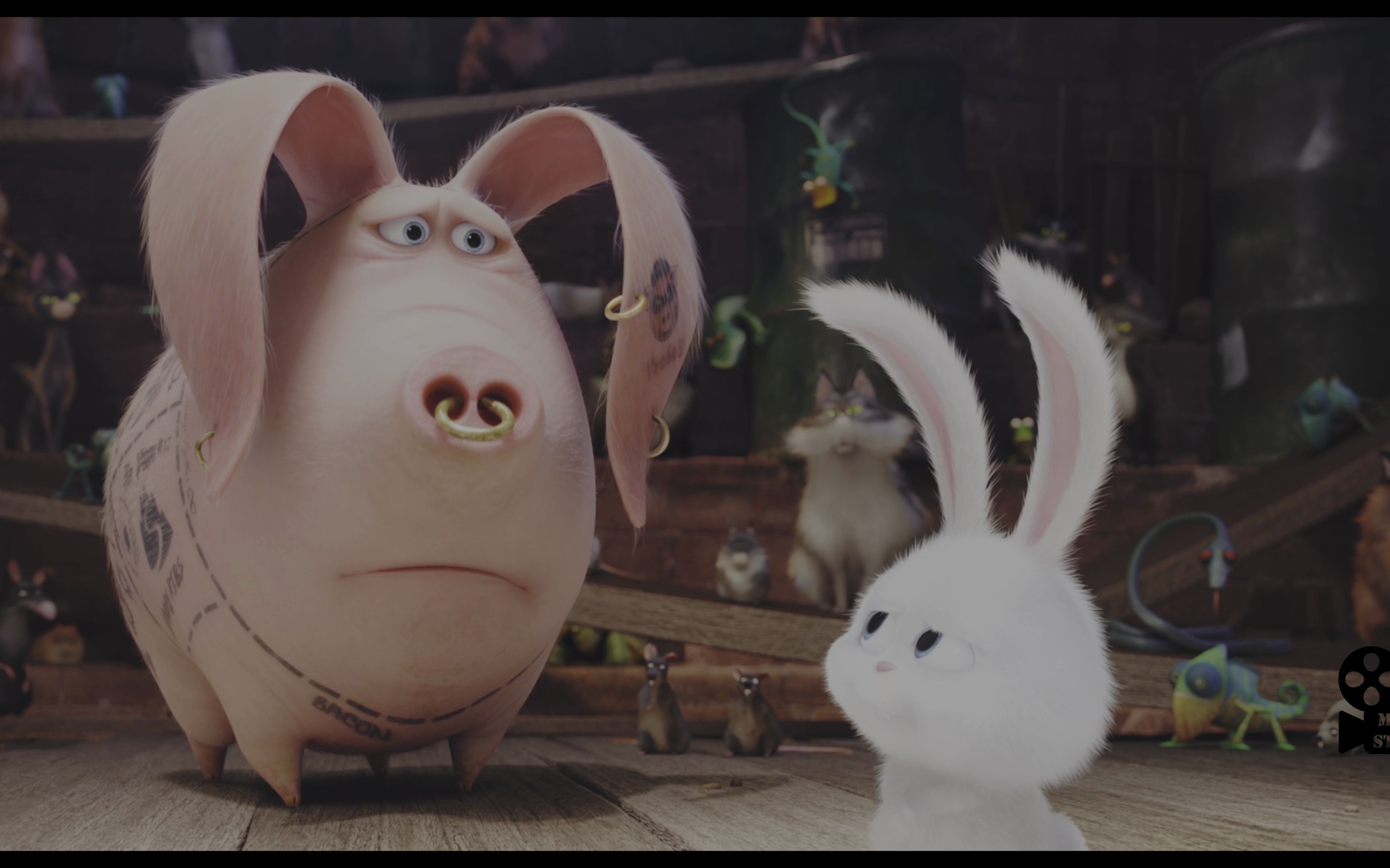 【爱宠大机密】The Secret Life of Pets 2016 2160p Movie Clip 4_哔哩哔哩_bilibili