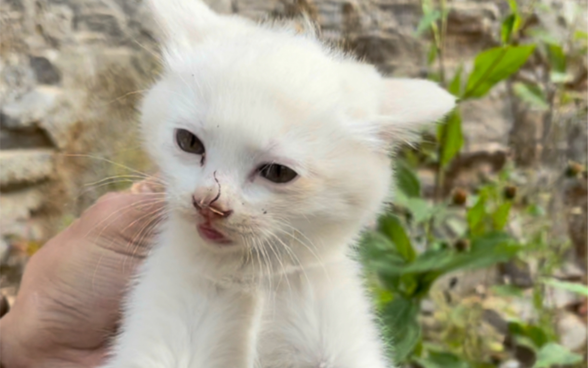 猫德学院大战狮子猫之大网伏击 本喵叫兔兔 本喵叫兔兔 哔哩哔哩视频