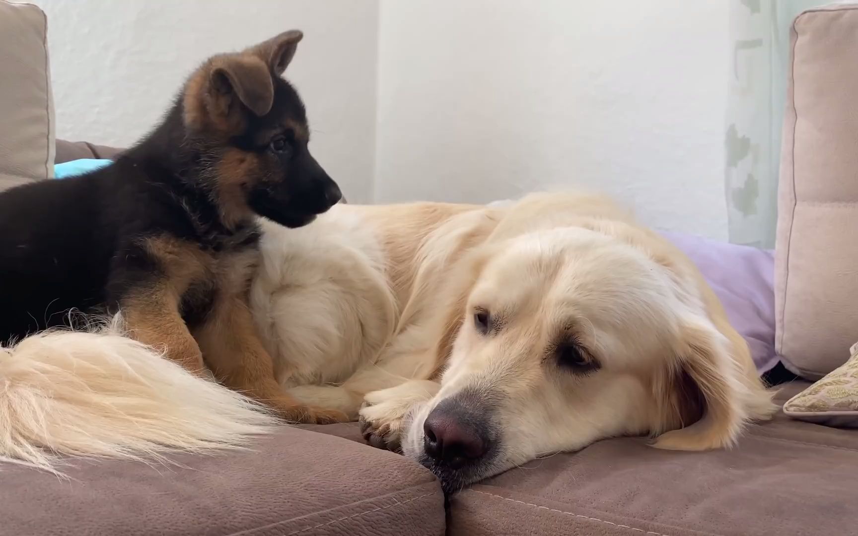 German Shepherd Puppy Plays with Golden Retriever for the First Time!_哔哩哔哩_bilibili