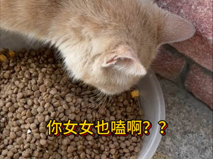 猫怎么也嗑CP啊-Caesar-Cat-Caesar-Cat-哔哩哔哩视频