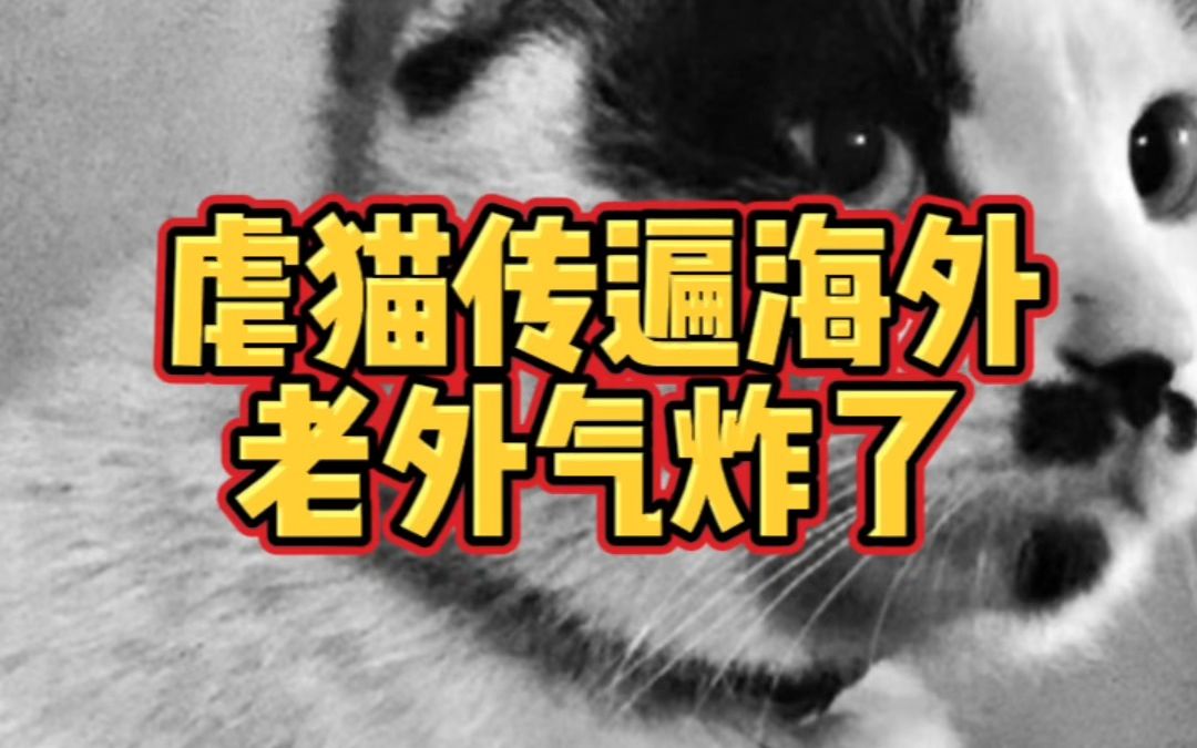 杰克辣条虐猫事件火遍国外,外国人破口大骂! 小爷本名贺 默认收藏夹 哔哩哔哩视频