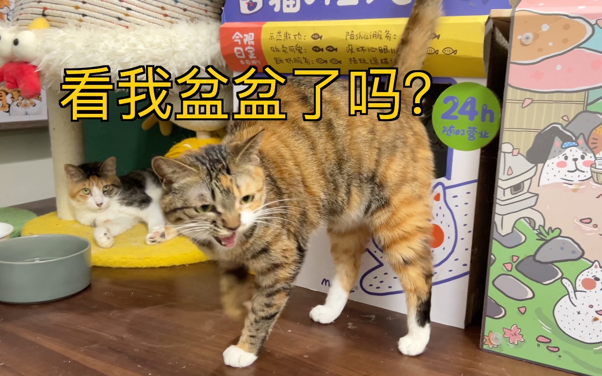 我家猫到底知不知道谁才是饭盆子背后的女人啊？-蛋妈家DMJ-蛋妈家DMJ-哔哩哔哩视频