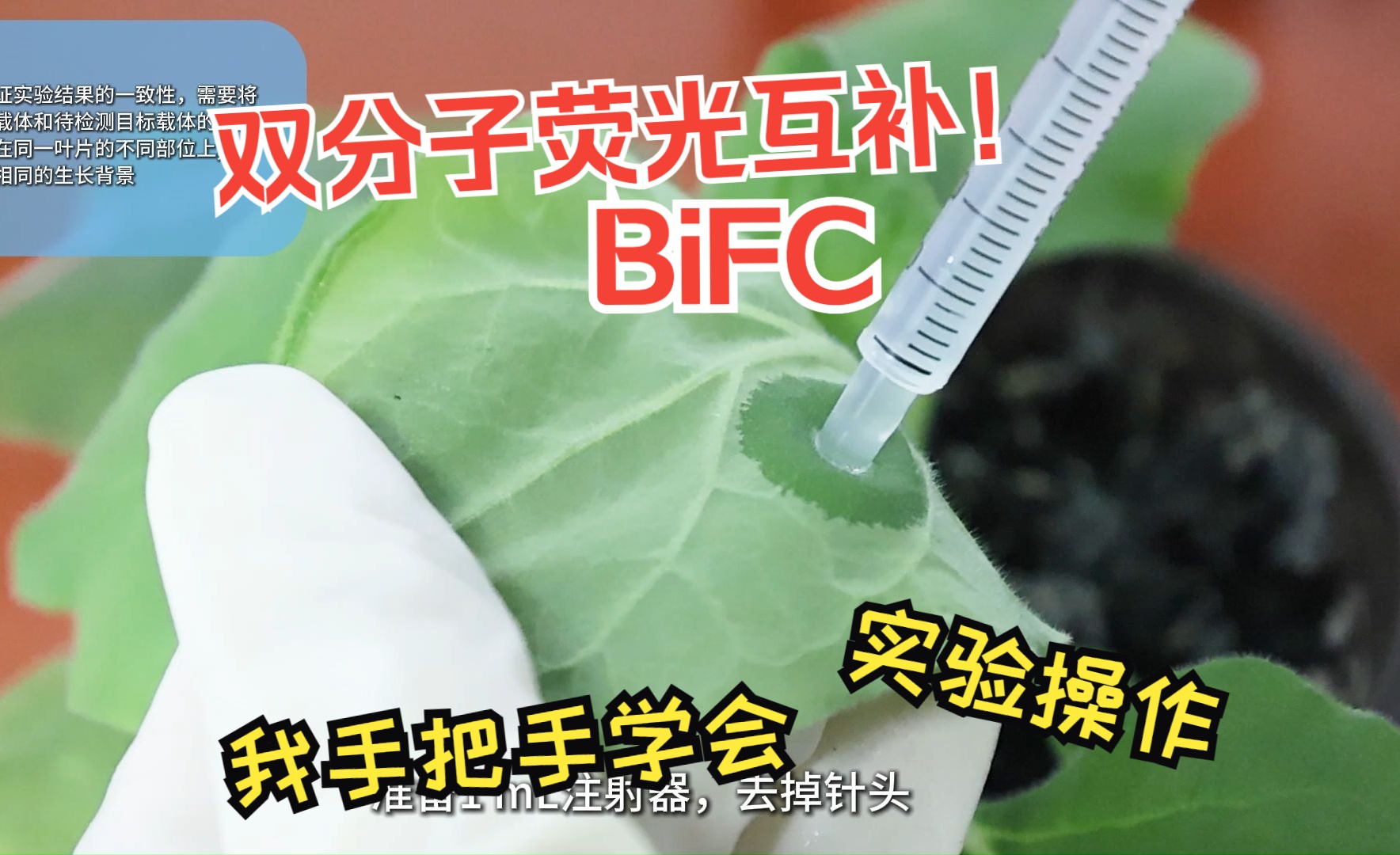 一看就会！双分子荧光互补实验（BiFC）操作步骤全掌握-金开瑞生物-金开瑞生物-哔哩哔哩视频