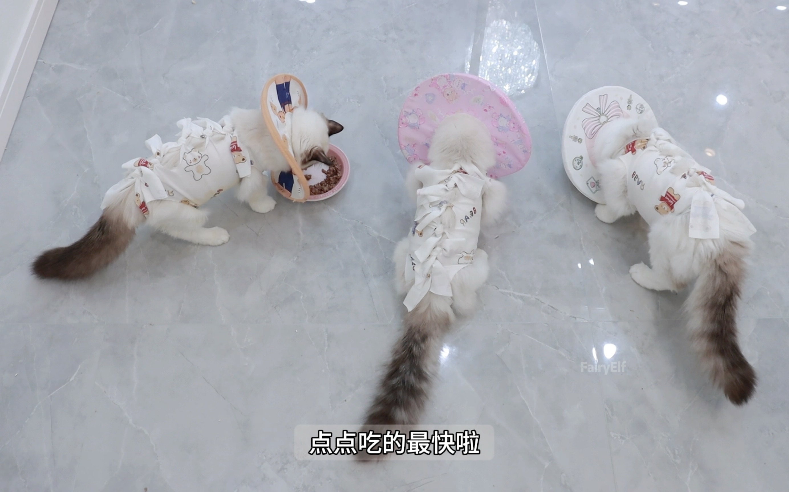 三只妹妹的绝育日☺️ 颖姥姥的小猪喵 颖姥姥的小猪喵 哔哩哔哩视频