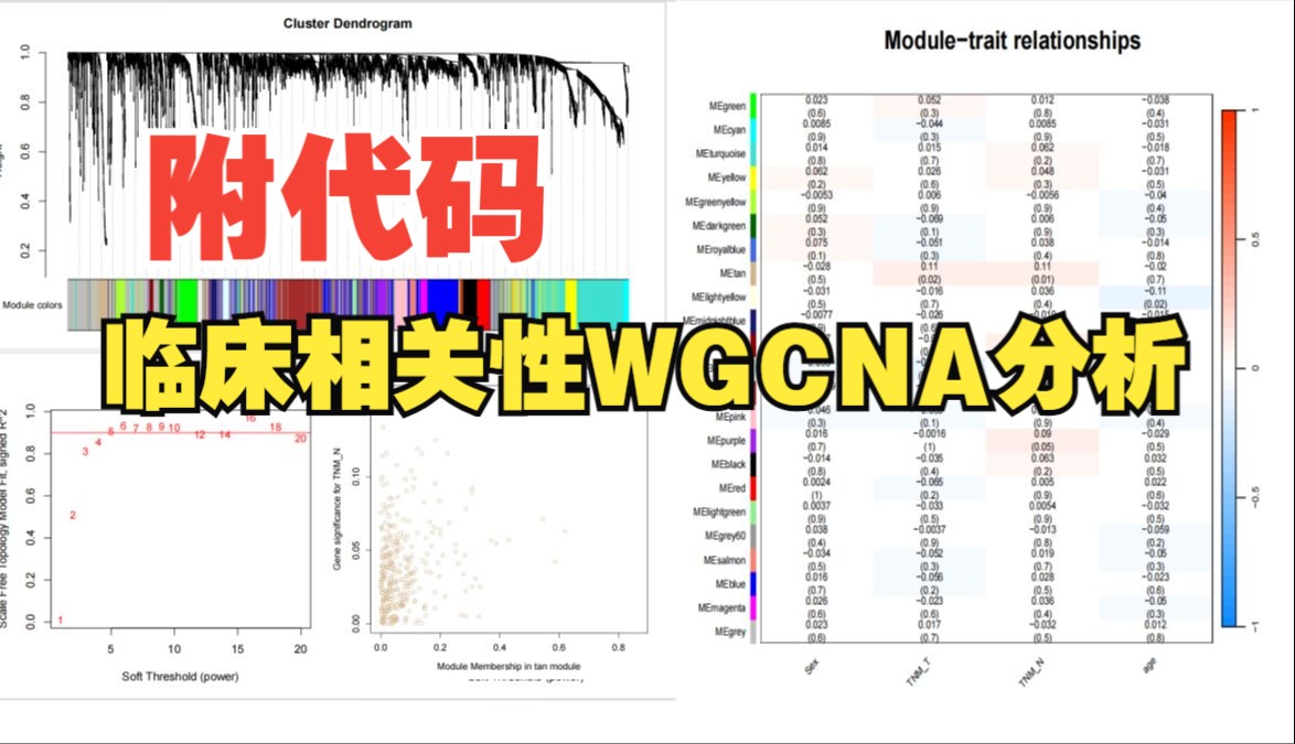 24(附代码)精讲，临床相关性因素在WGCNA分析中的运用，一键出图！！！-不太会生信哥-不太会生信哥-哔哩哔哩视频