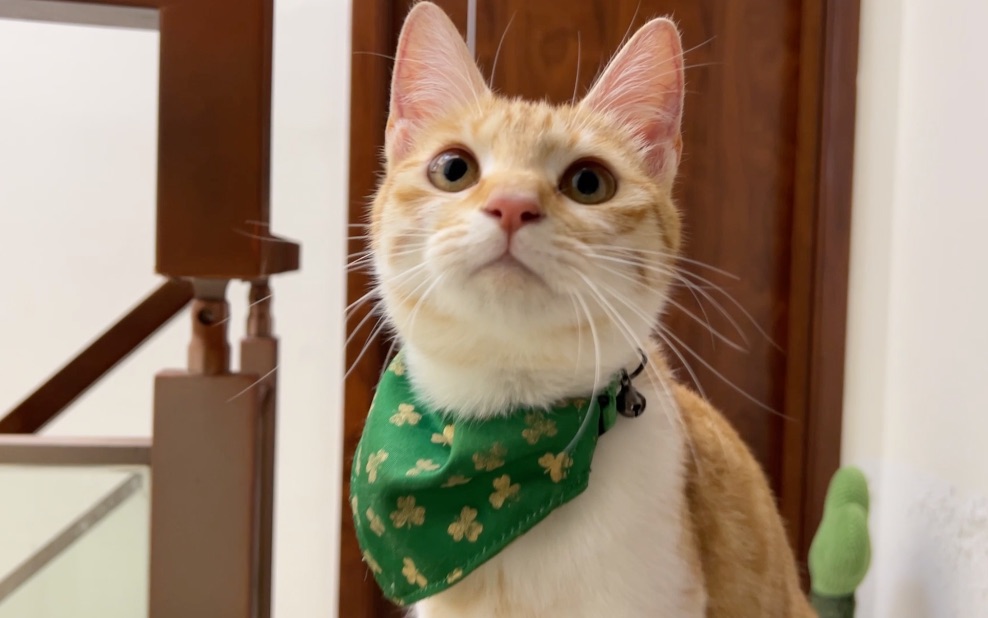 这个模板居然要1块钱，就从鱼蛋的罐头里扣吧...-蛋妈家DMJ-蛋妈家DMJ-哔哩哔哩视频