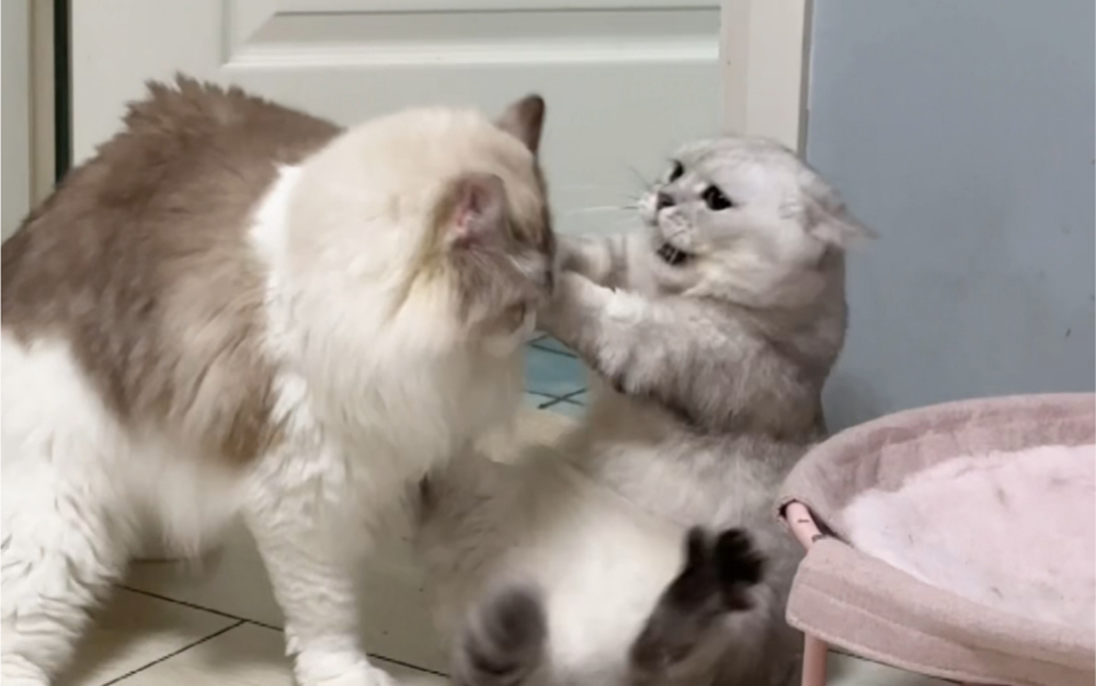 惹到姐姐被下单了滴滴打猫 迷你猫张嘟嘟 迷你猫张嘟嘟 哔哩哔哩视频