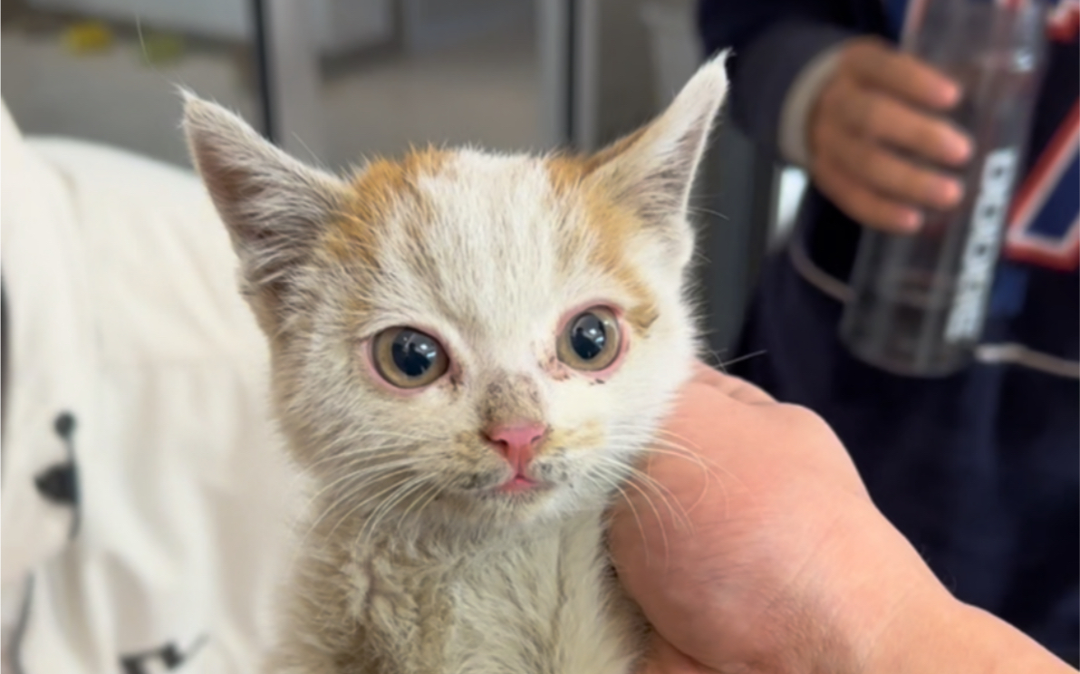 猫德学院的小鸭子 本喵叫兔兔 本喵叫兔兔 哔哩哔哩视频