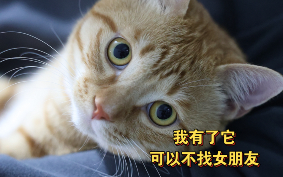吃火腿肠不吐火腿肠皮的猫 猫德学院林老师 猫德学院林老师 哔哩哔哩视频