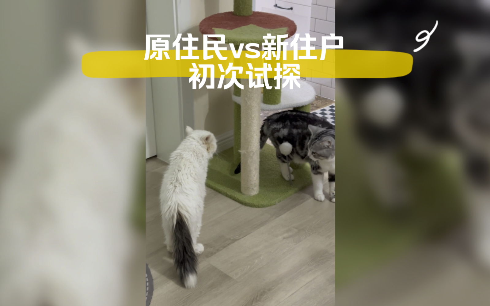 小流浪和原住民的初次试探,感觉不是很友好大家引以为鉴,我当时不懂,后面就真的很后悔当初他刚来的时候没有做好隔离,先彼此熟悉 一只五厘米 一只五厘米 哔哩哔哩视频