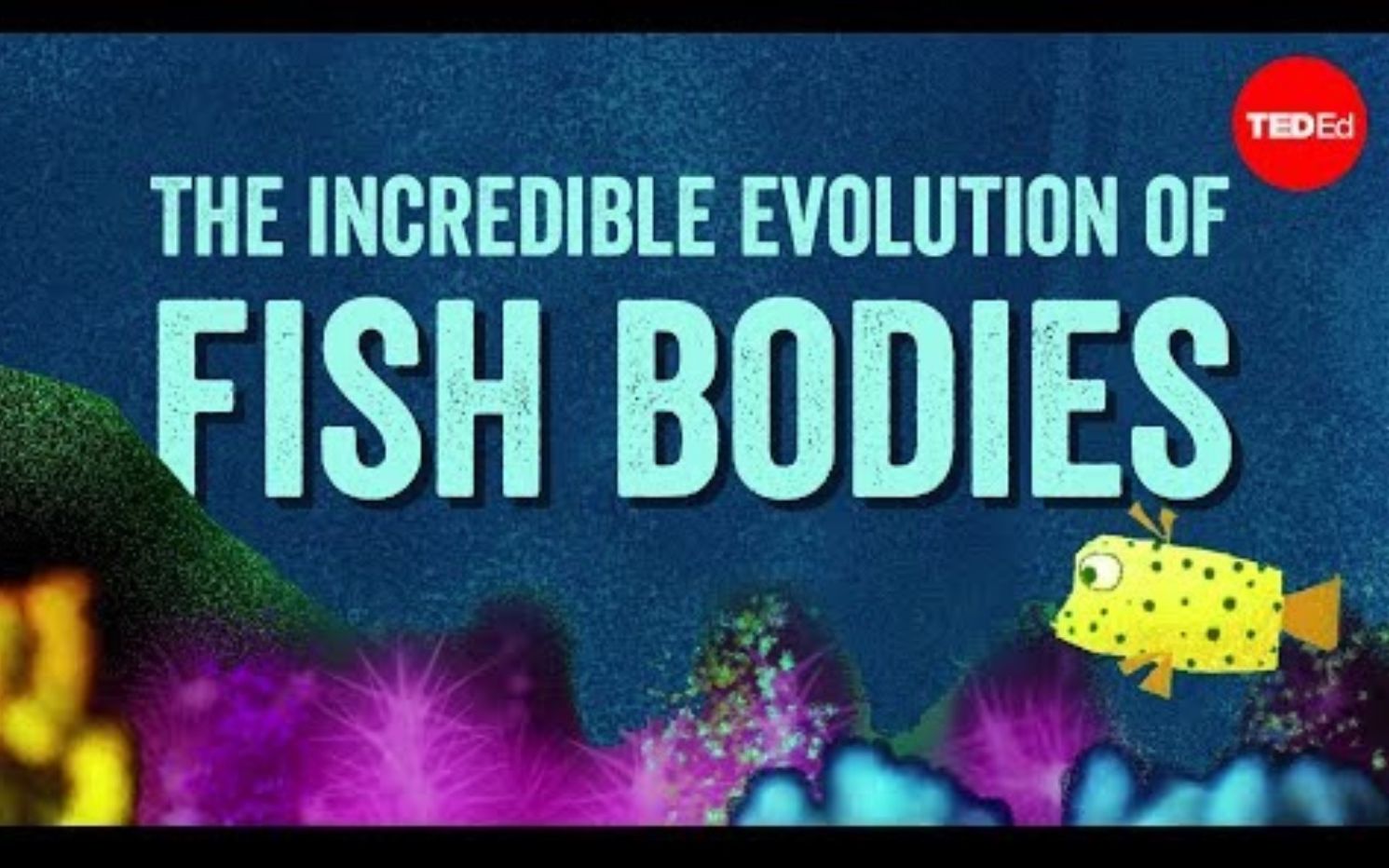 【Ted-ED】鱼类的形状有何作用 Why Are Fish Fish-shaped_哔哩哔哩_bilibili