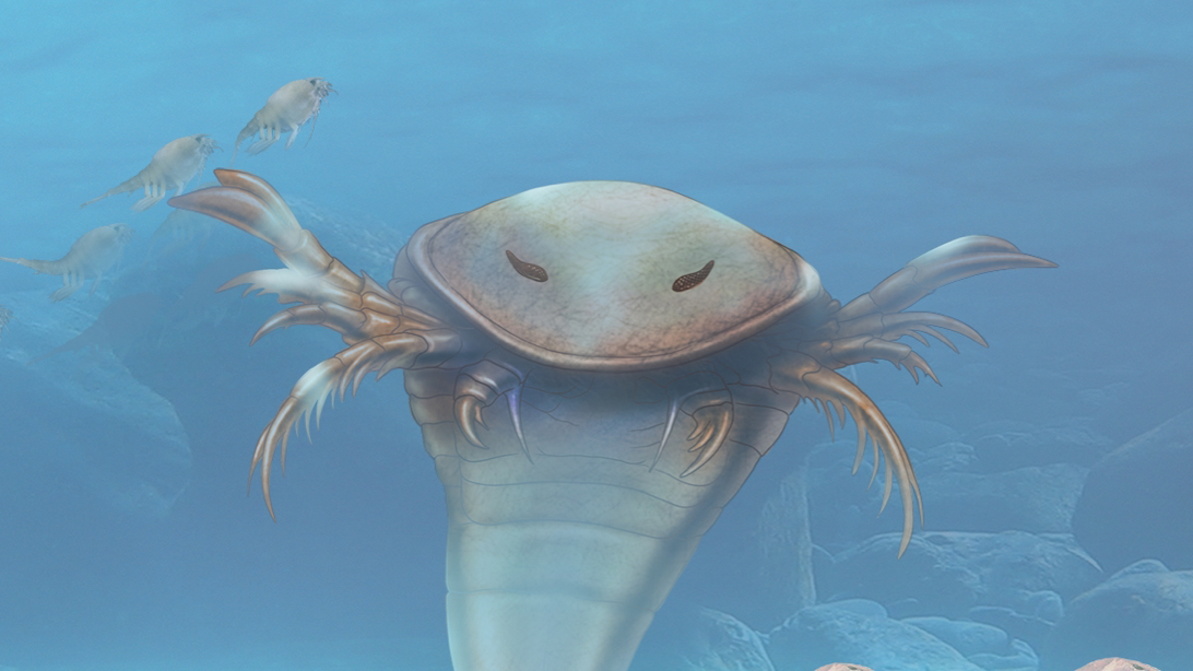 五十桨战舰鲎Pentecopterus-兰nni-兰nni-哔哩哔哩视频