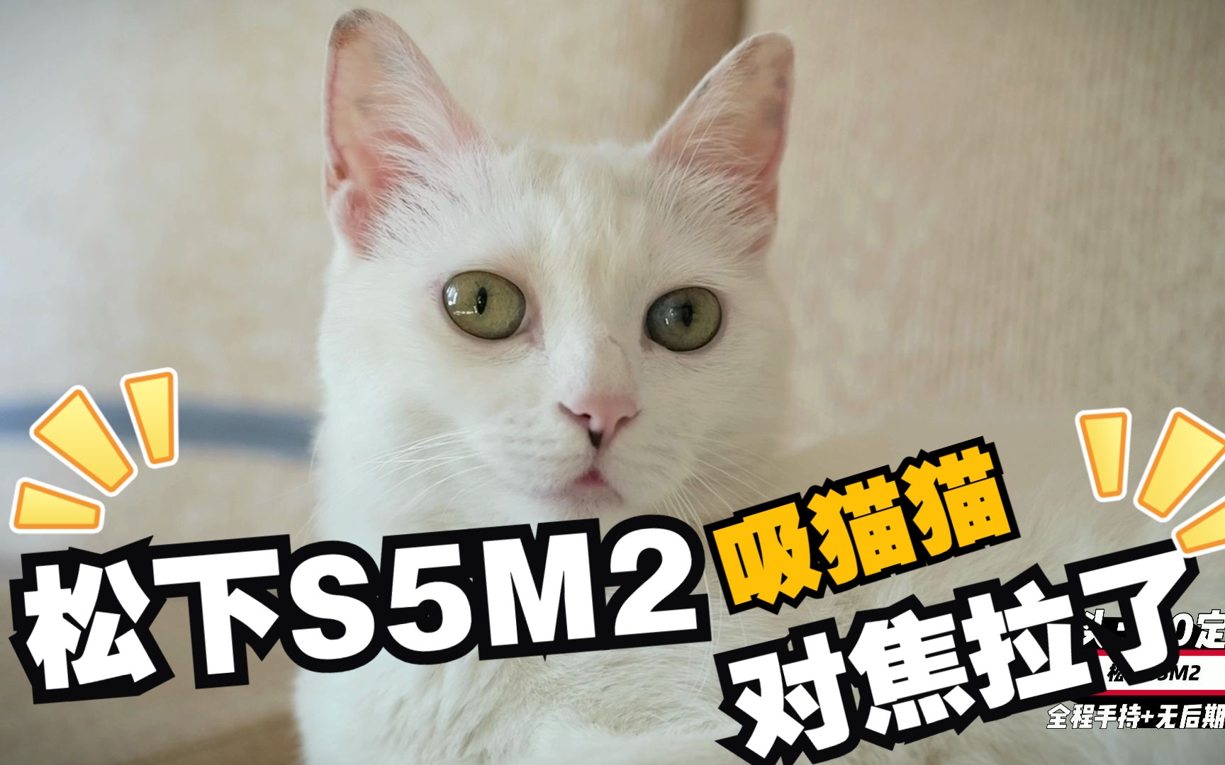 带松下S5M2的50定焦镜头拍猫猫，对焦拉了！-娇羞的阿铲-娇羞的阿铲-哔哩哔哩视频