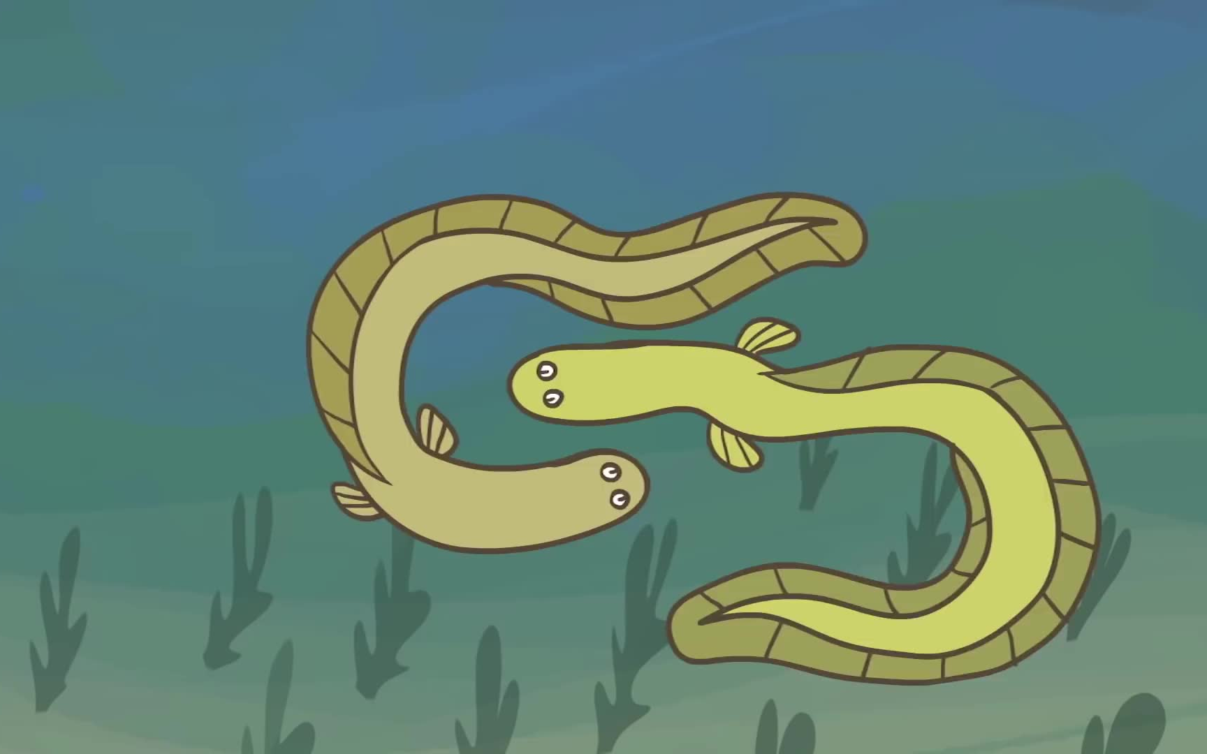 【TED-Ed】[个人译制][没人能搞清楚鳗鱼是如何交配的][No one can figure out how eels ...