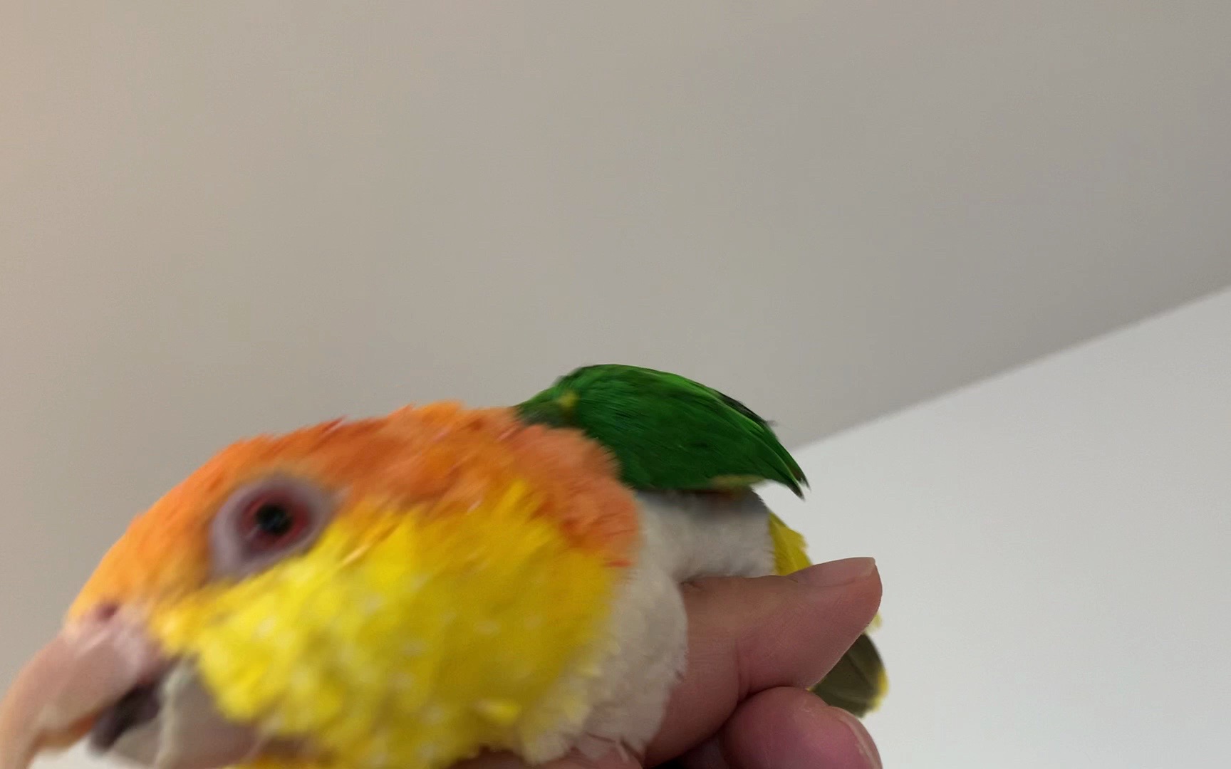 Yellow birb🍋Today’s Lemon chan-Hideaki_Utsumi-Hideaki_Utsumi-哔哩哔哩视频