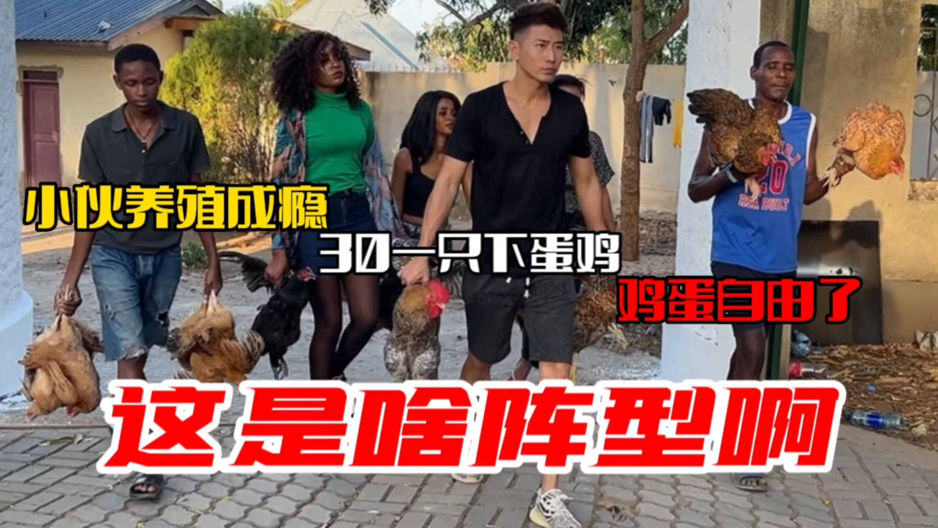 这是什么物价?鸡蛋1块一个,下蛋鸡30一只!扫荡鸡舍,自产自销 子恒非洲生活 子恒非洲生活 哔哩哔哩视频