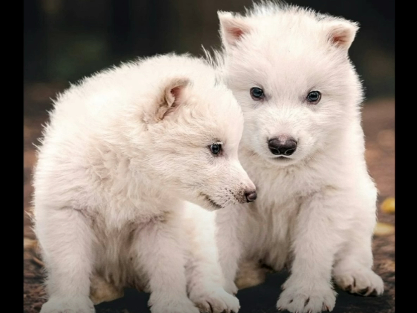 Dire wolves appear again after ten thousand years JLIAACEA reports-JLIAACEA-JLIAACEA-哔哩哔哩视频