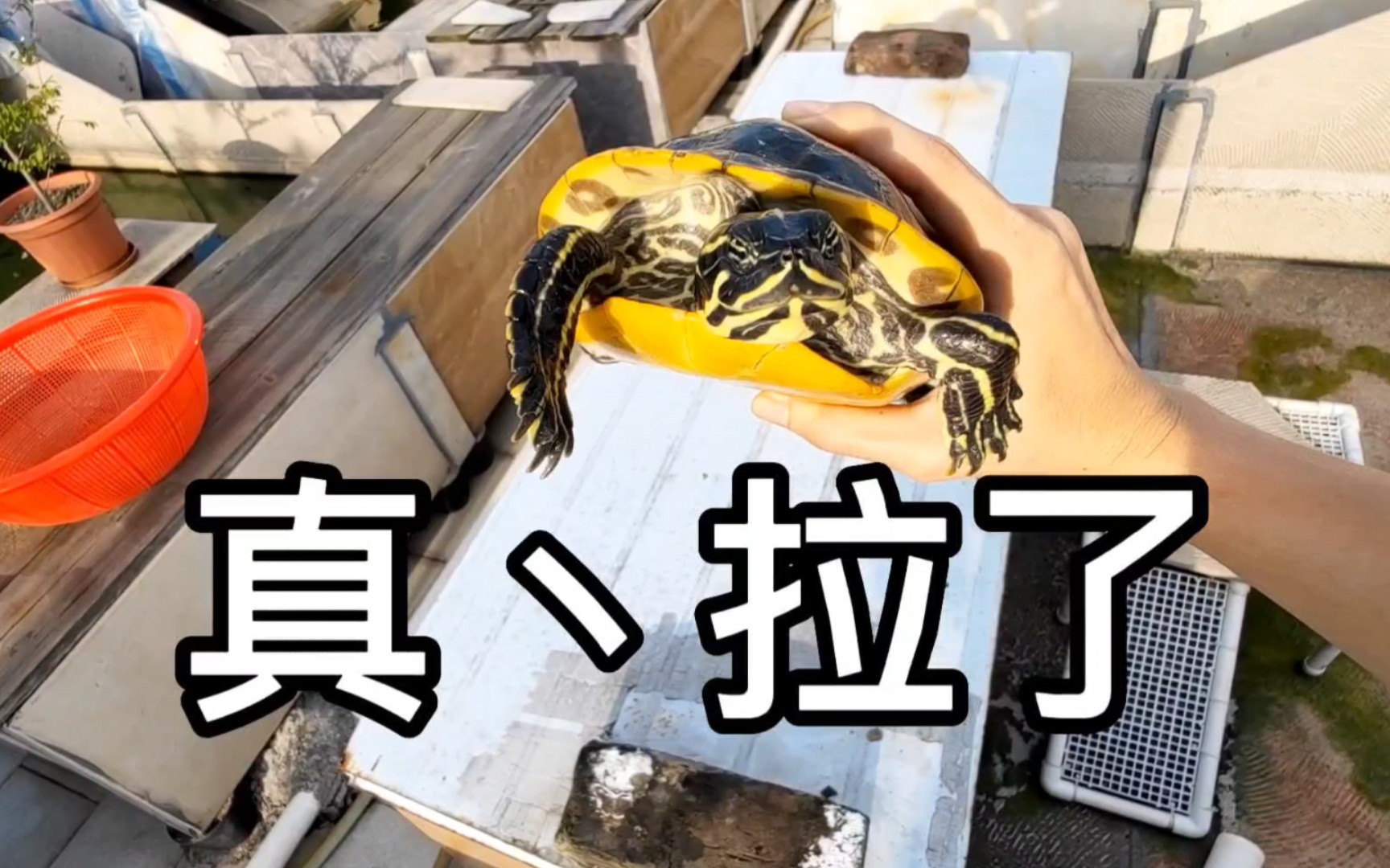 放生爆款龟，你见过多少种？心术不正者，放生再多也没用-鄙人汪谋-鄙人汪谋-哔哩哔哩视频