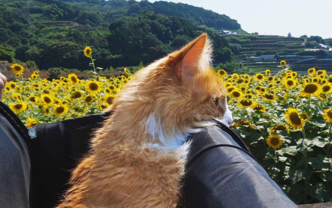 硬核野外徒手刨冰？带着猫咪去旅行【JunsKitchen】-JunsKitchen-JunsKitchen-哔哩哔哩视频