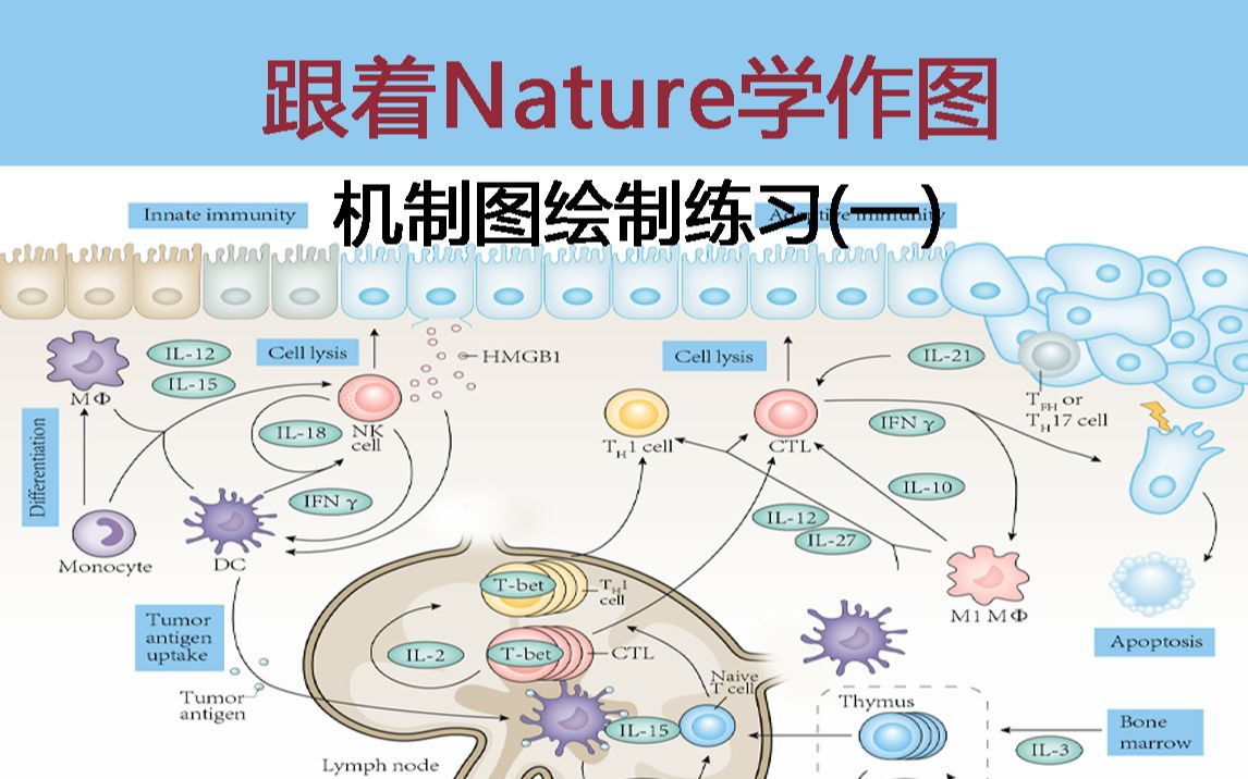 sci科研绘图——跟着Nature练习绘制机制图（一）-小奶油专属频道-画画-哔哩哔哩视频