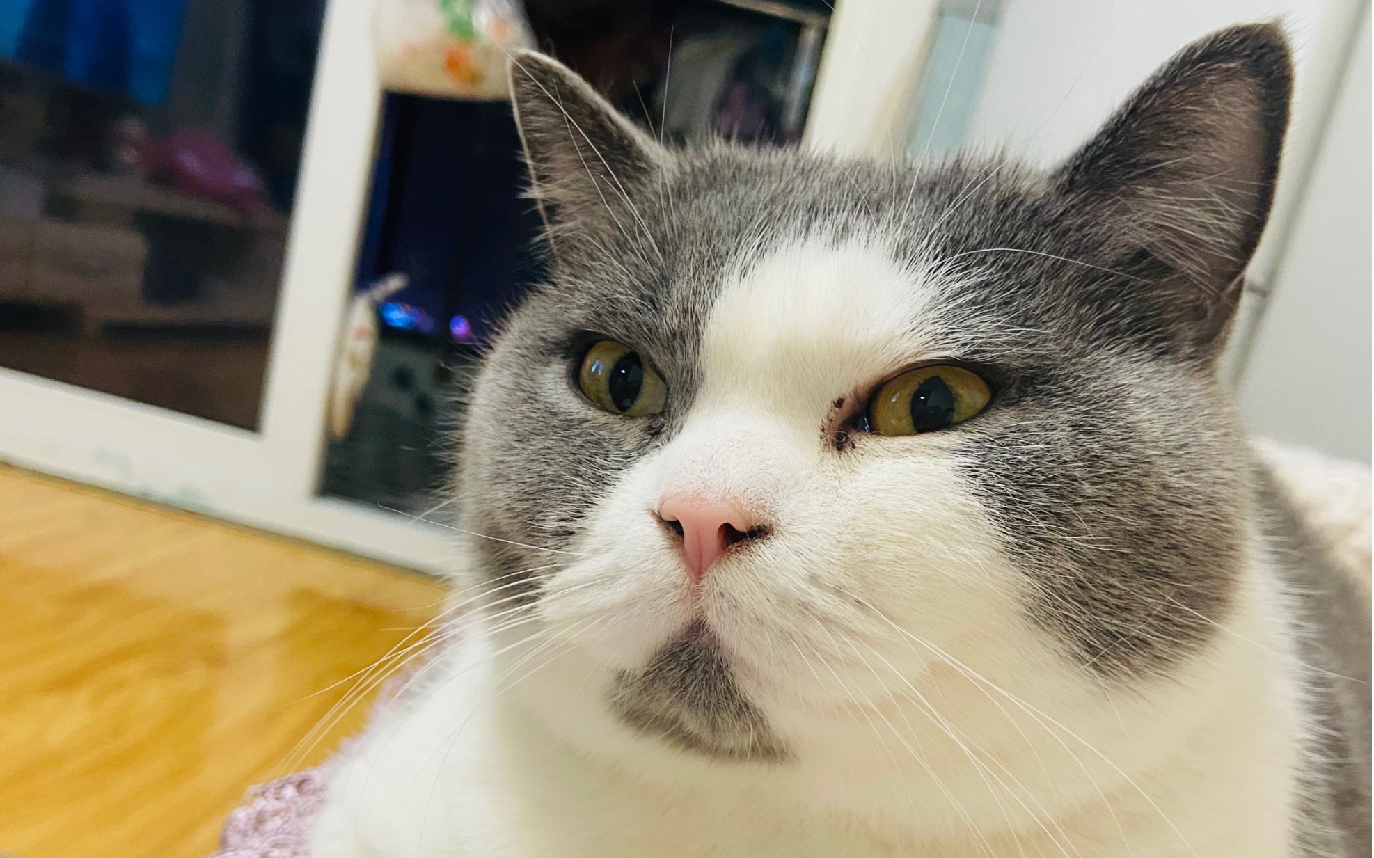 小猫咪竟然会自己主动吃药！哔哩哔哩bilibili