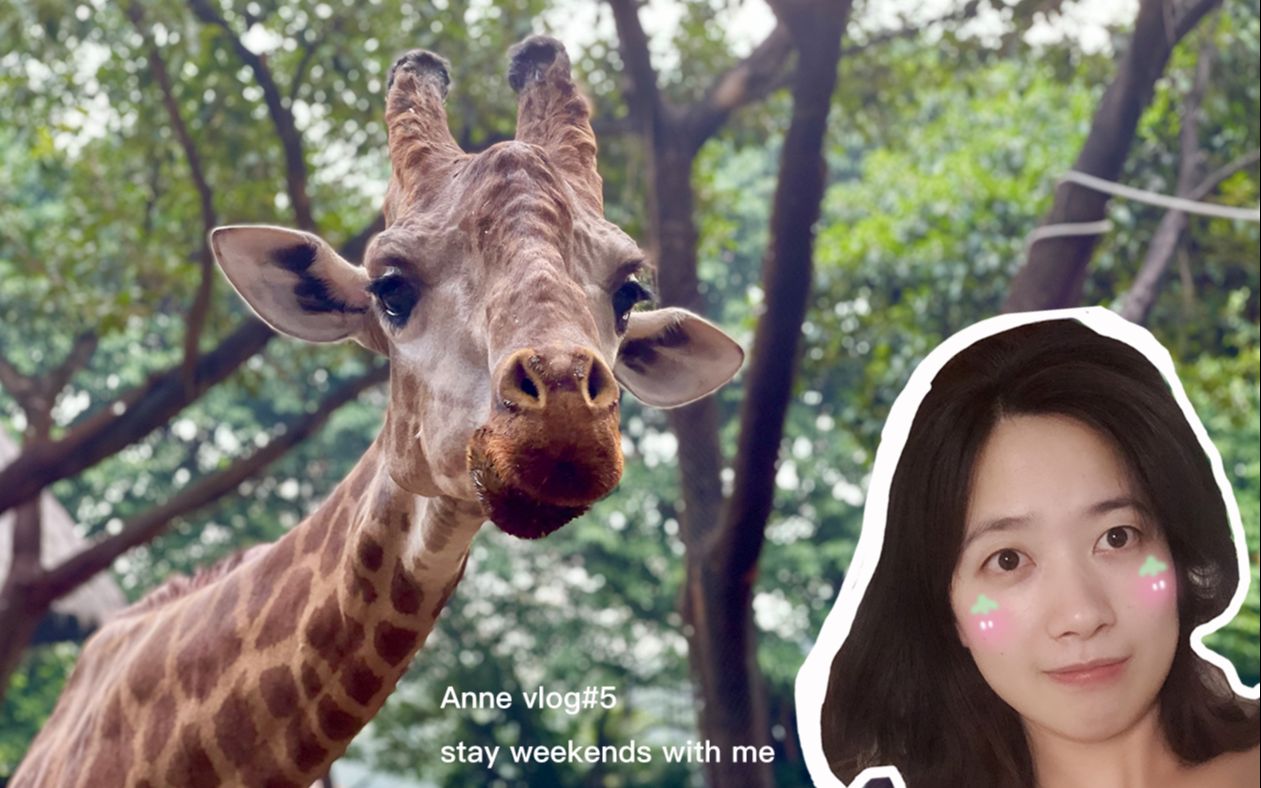 【Anne vlog#5】熊猫当众吃粑粑？动物园偶遇海德薇？广州也太太太好吃了吧！_哔哩哔哩_bilibili