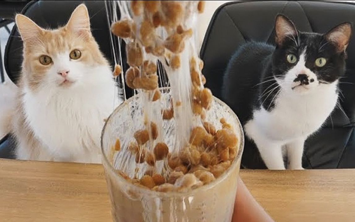 用酸奶机也能制作日本纳豆！隔壁小猫都馋哭了【JunsKitchen】-JunsKitchen-JunsKitchen-哔哩哔哩视频