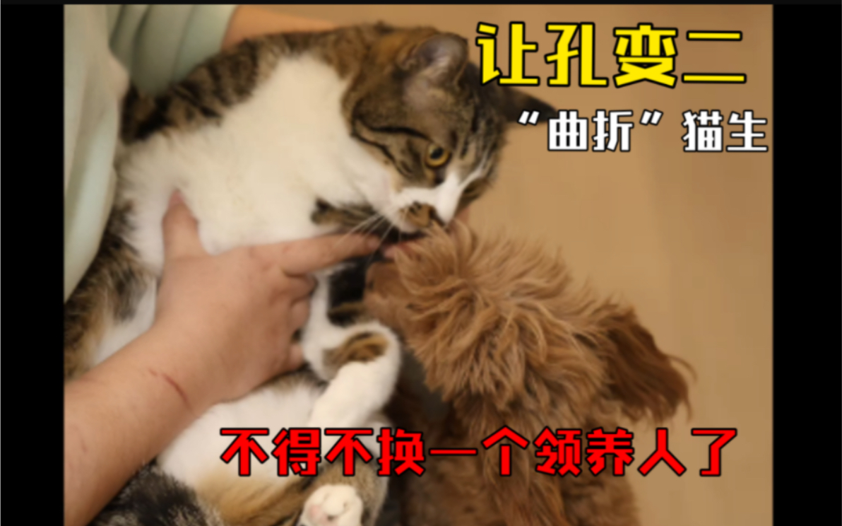 抓了两次的猫猫，也要被领养两次（让孔变二 猫德研究员小杨 猫德研究员小杨 哔哩哔哩视频