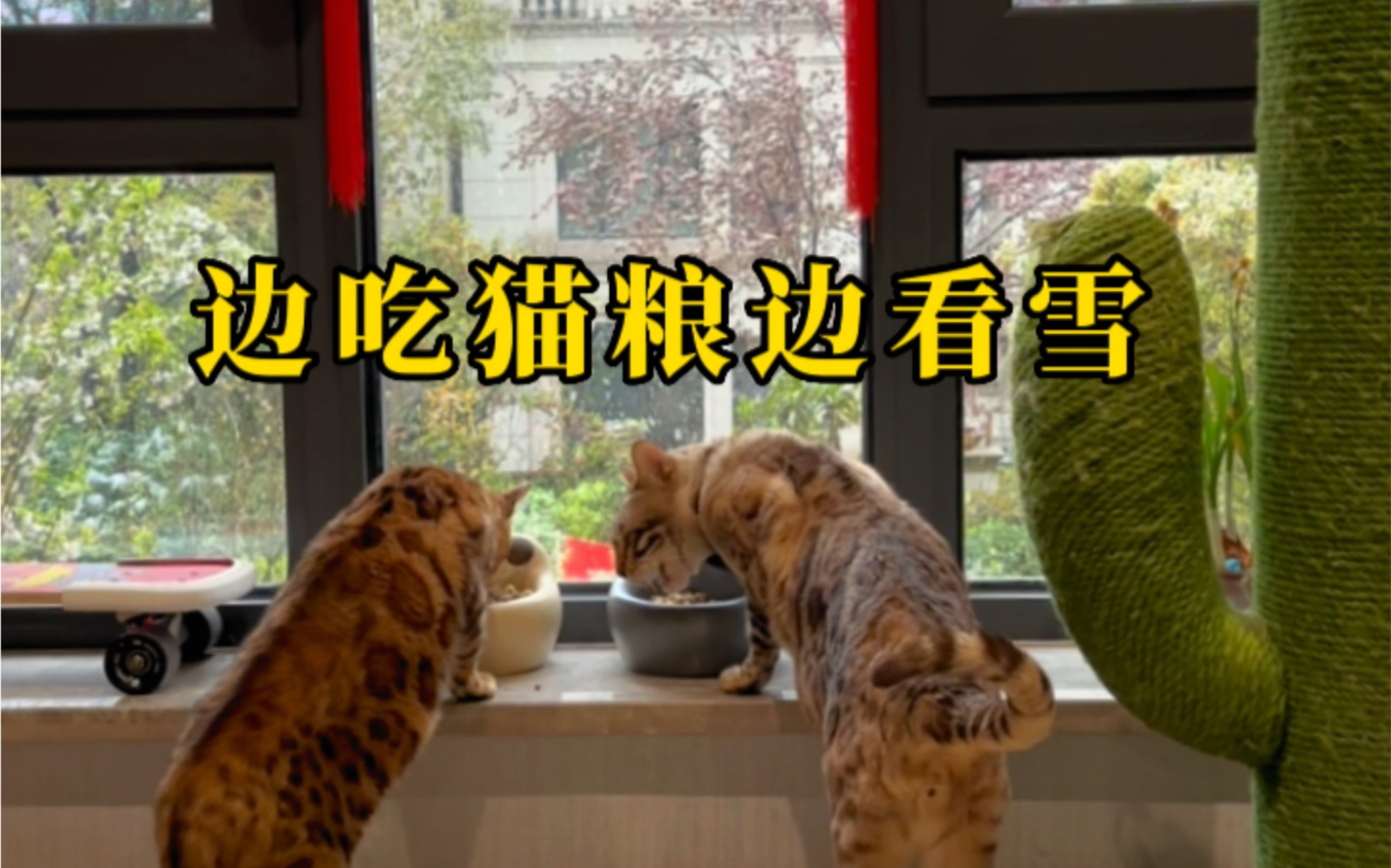 前两天热的要穿短袖,结果今天突然下雪了。这回可给八条高兴坏了~ 小锋小志的猫咪小院 小锋小志的猫咪小院 哔哩哔哩视频