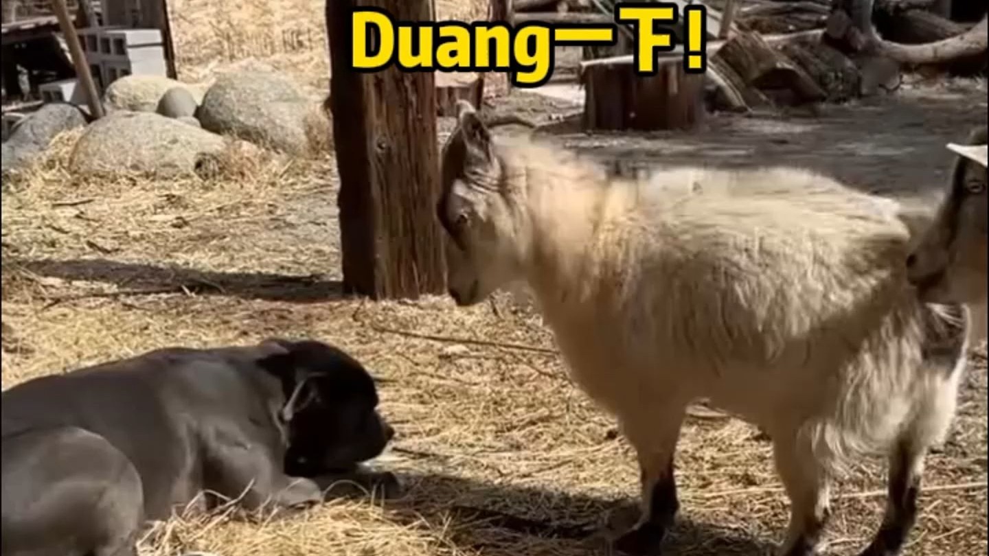 羊：你就跟我Duang一下嘛！-猫后生-猫后生-哔哩哔哩视频