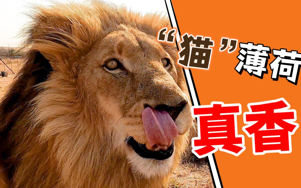 不开心了，要吸猫薄荷才能好-狮语者凯文-狮语者凯文-哔哩哔哩视频