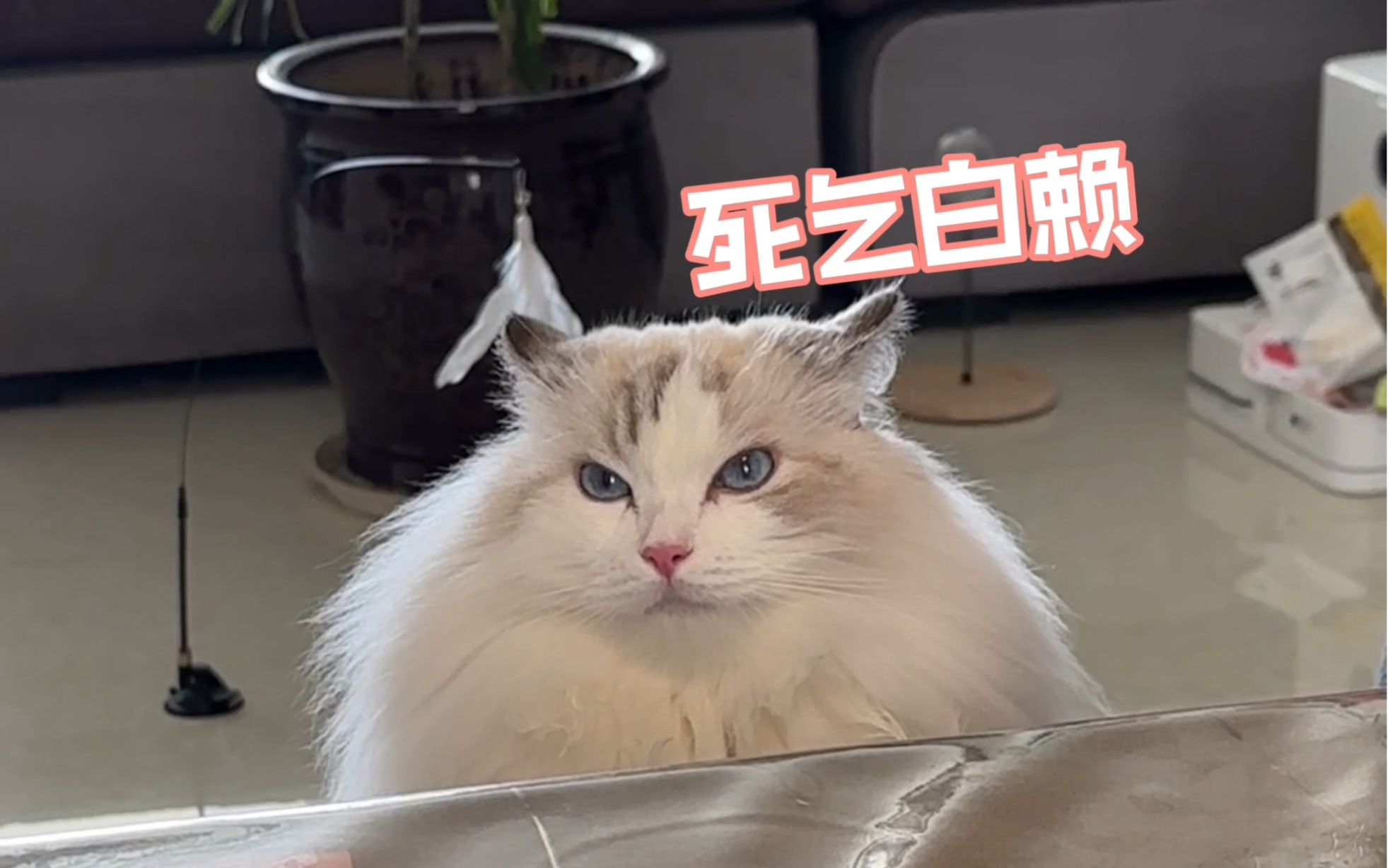 拥有一个完整且连续的如厕过程好难-keai草-keai草-哔哩哔哩视频