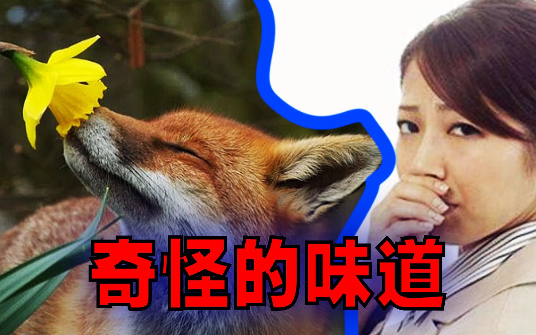 爆笑解说:你有没有喜欢过一些奇怪的味道? 多巴安工作室 多巴安工作室 哔哩哔哩视频