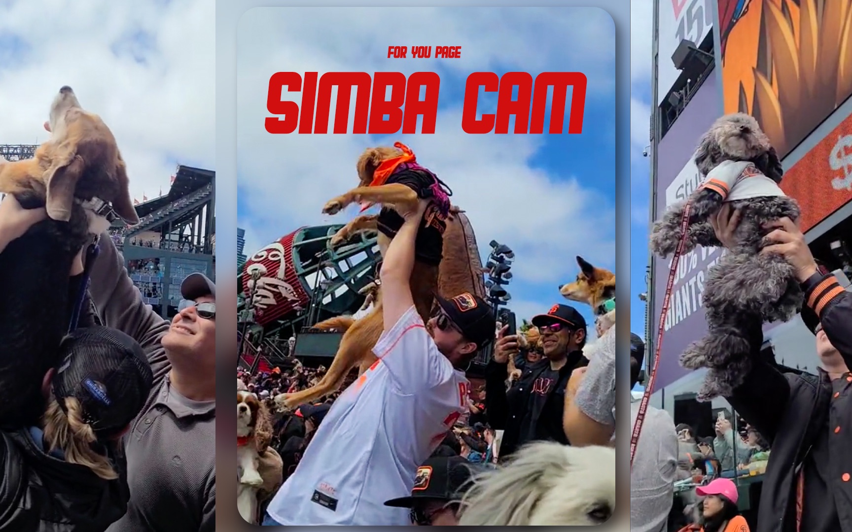 除了Kiss Cam还有Simba Cam耶-FUNNY-ANIMALS-FUNNY-ANIMALS-哔哩哔哩视频