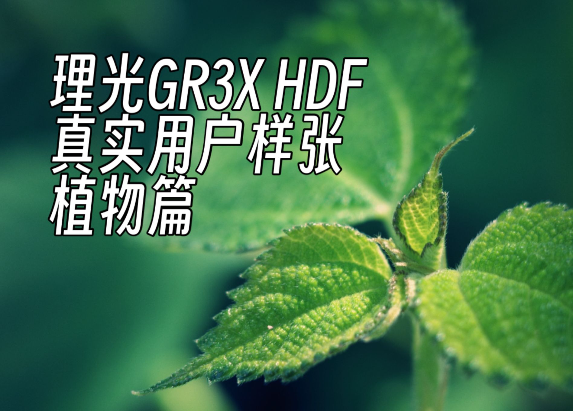 理光GR3X HDF真实用户样张 植物篇-iChaos_X-iChaos_X-哔哩哔哩视频