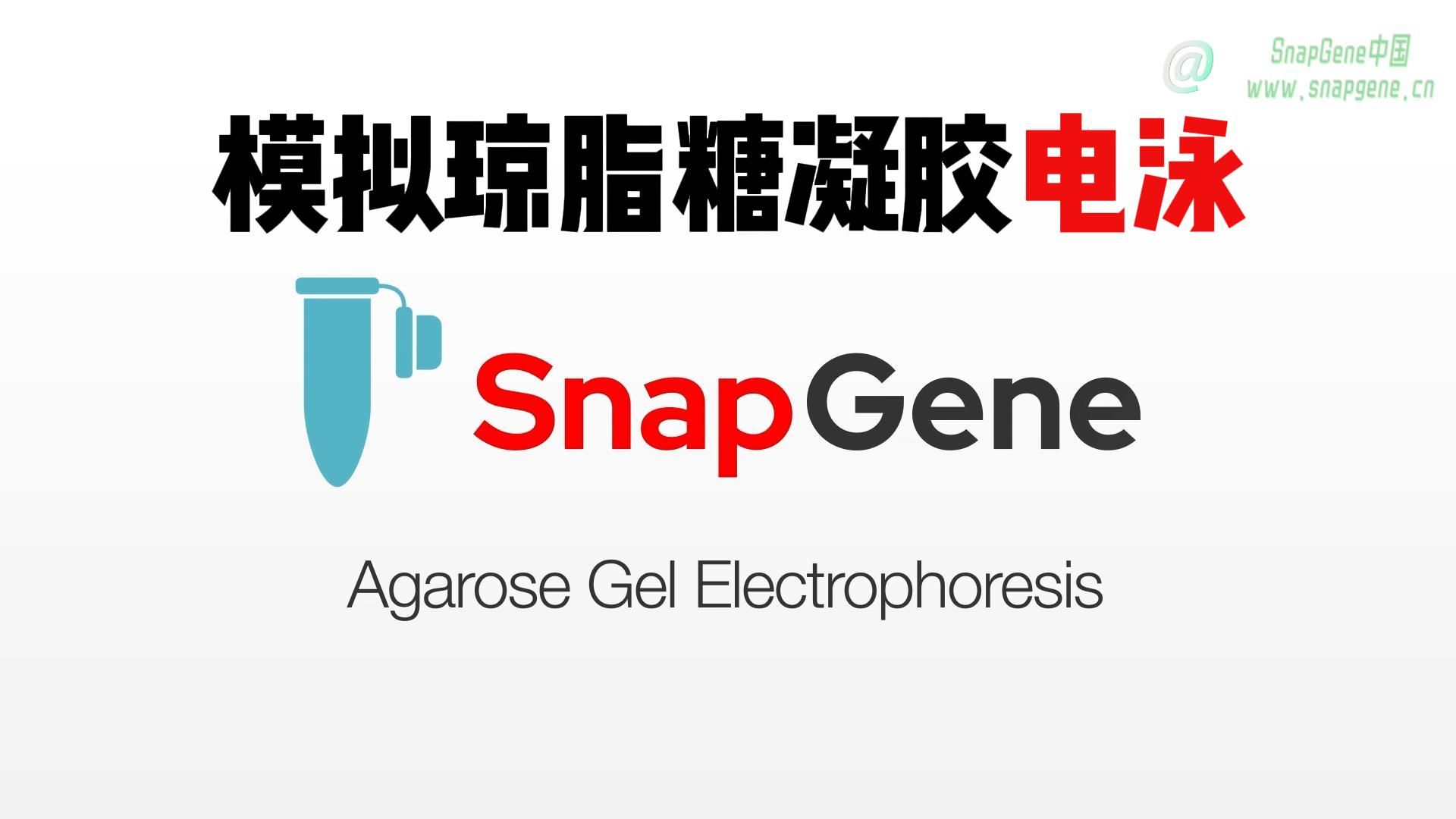 科研工具推荐 | SnapGene_模拟琼脂糖凝胶电泳-ADG安联思-ADG安联思-哔哩哔哩视频