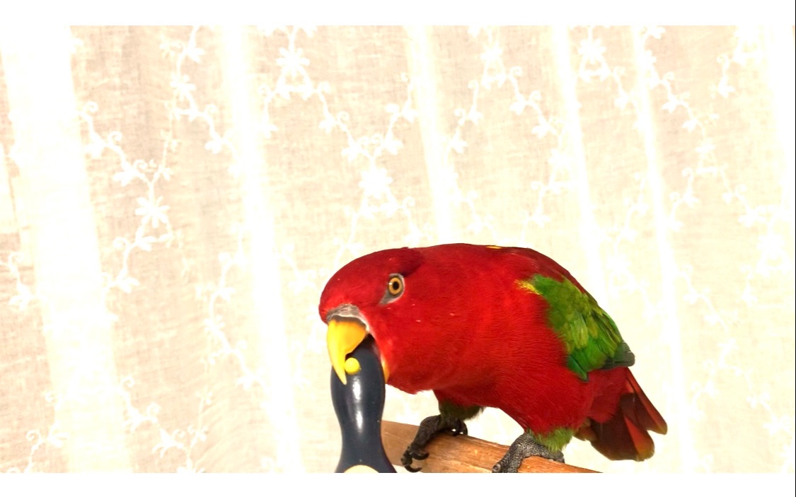 Red birb🍅penguin-Hideaki_Utsumi-Hideaki_Utsumi-哔哩哔哩视频