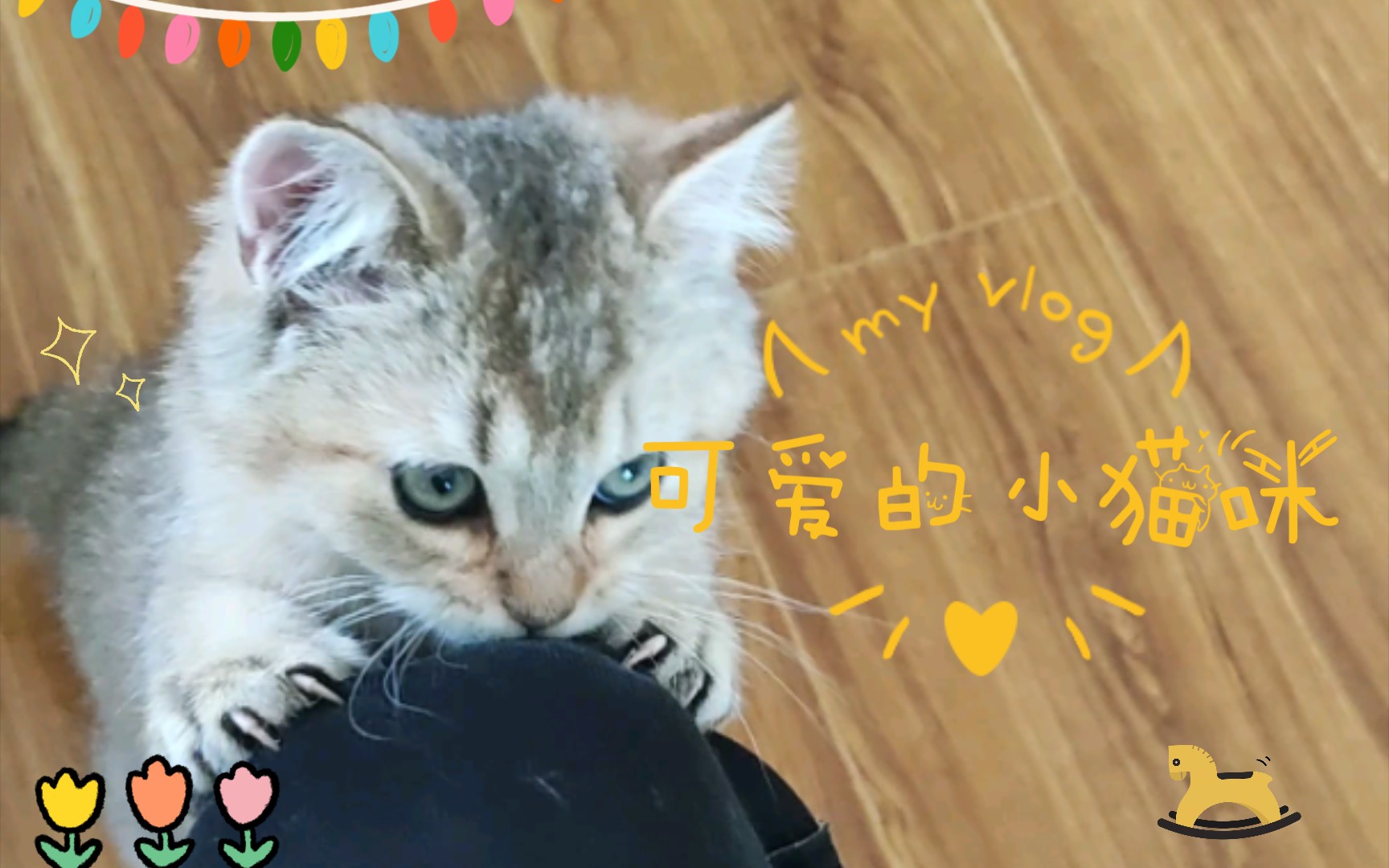 可爱的小猫咪 喵喵大可爱 喵喵大可爱 哔哩哔哩视频