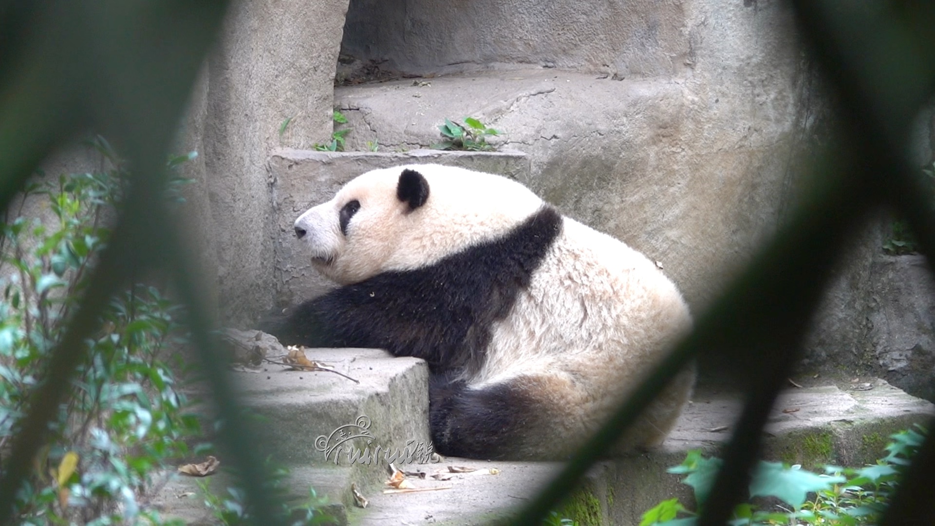7.4下班前伸懒腰打哈欠等待爷爷的花花，还有逛来逛去守门的叶叶，两个三岁的乖宝宝，晚安啦-ruirui_和花叶同行-ruirui_和花叶同行 ...