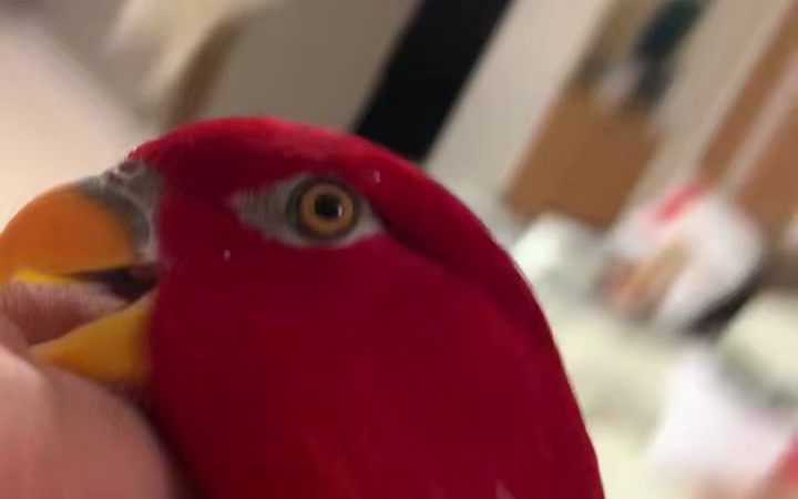 Red birb🍅Today’s wuewuewuewue!!!-Hideaki_Utsumi-Hideaki_Utsumi-哔哩哔哩视频