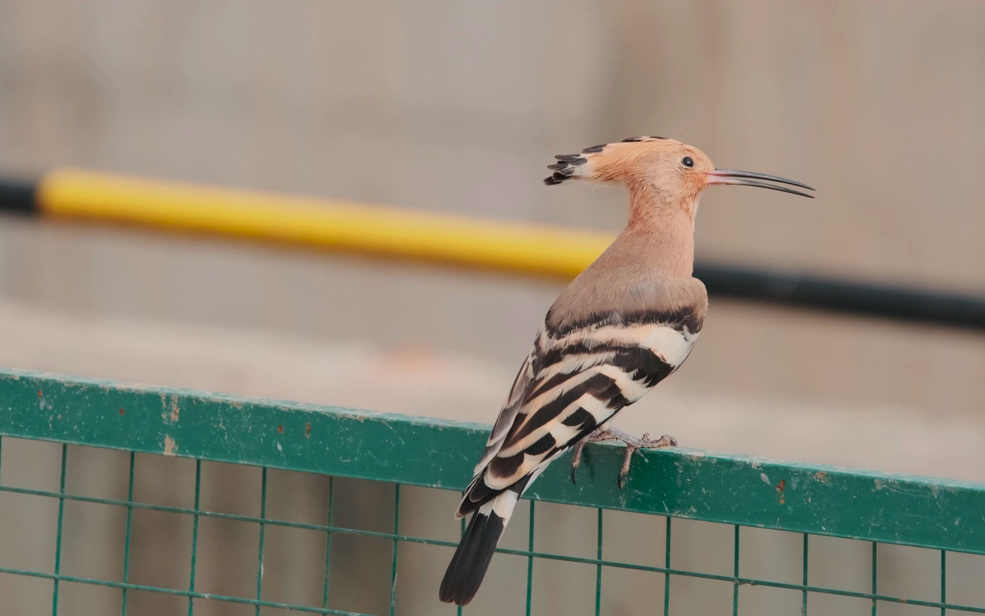 【富士X-T4/XF100-400】戴胜觅食_哔哩哔哩_bilibili