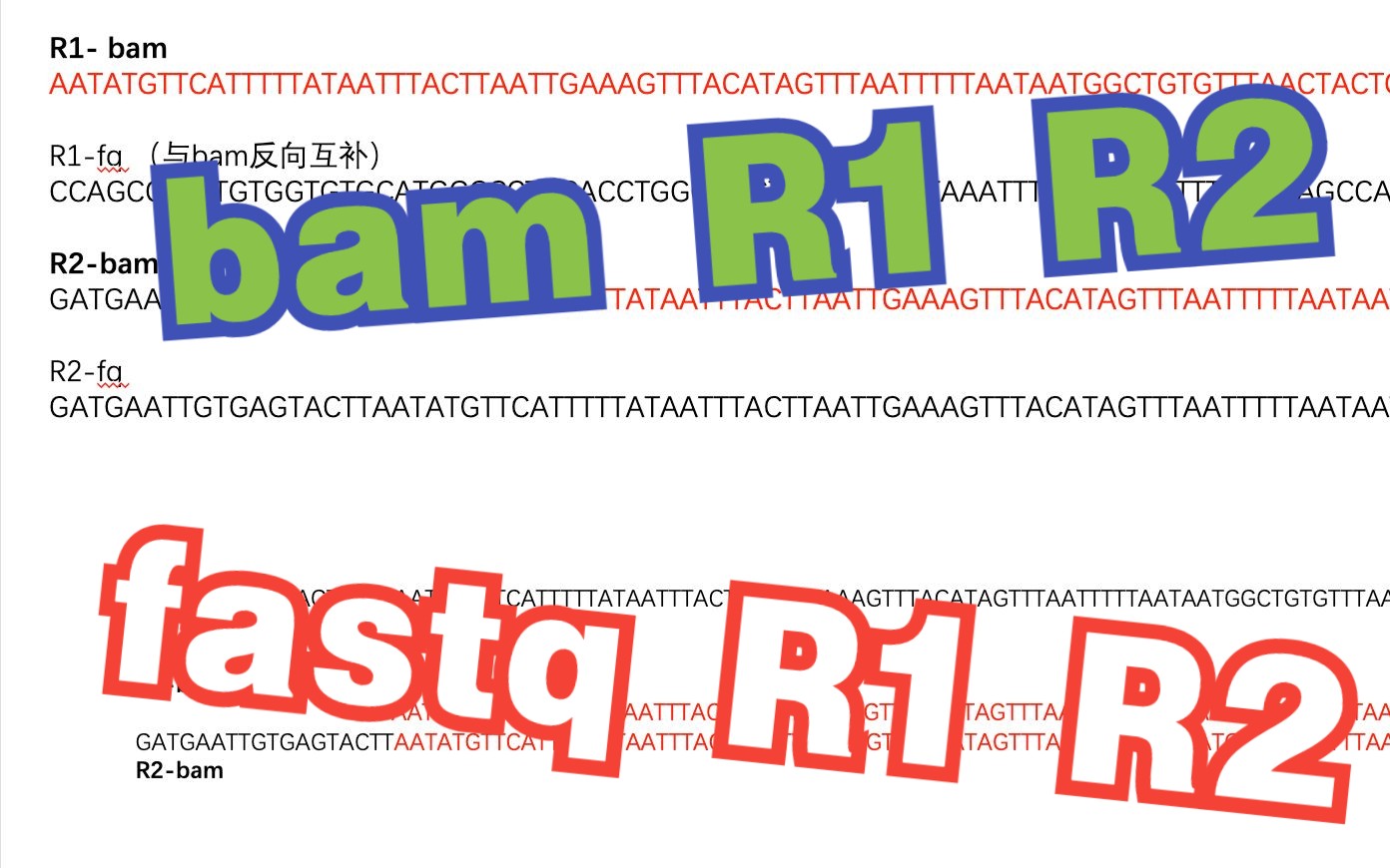 【学习记录】二代测序原理及fastq和bam文件中R1和R2解读-柳叶刀邯郸分刀-柳叶刀邯郸分刀-哔哩哔哩视频