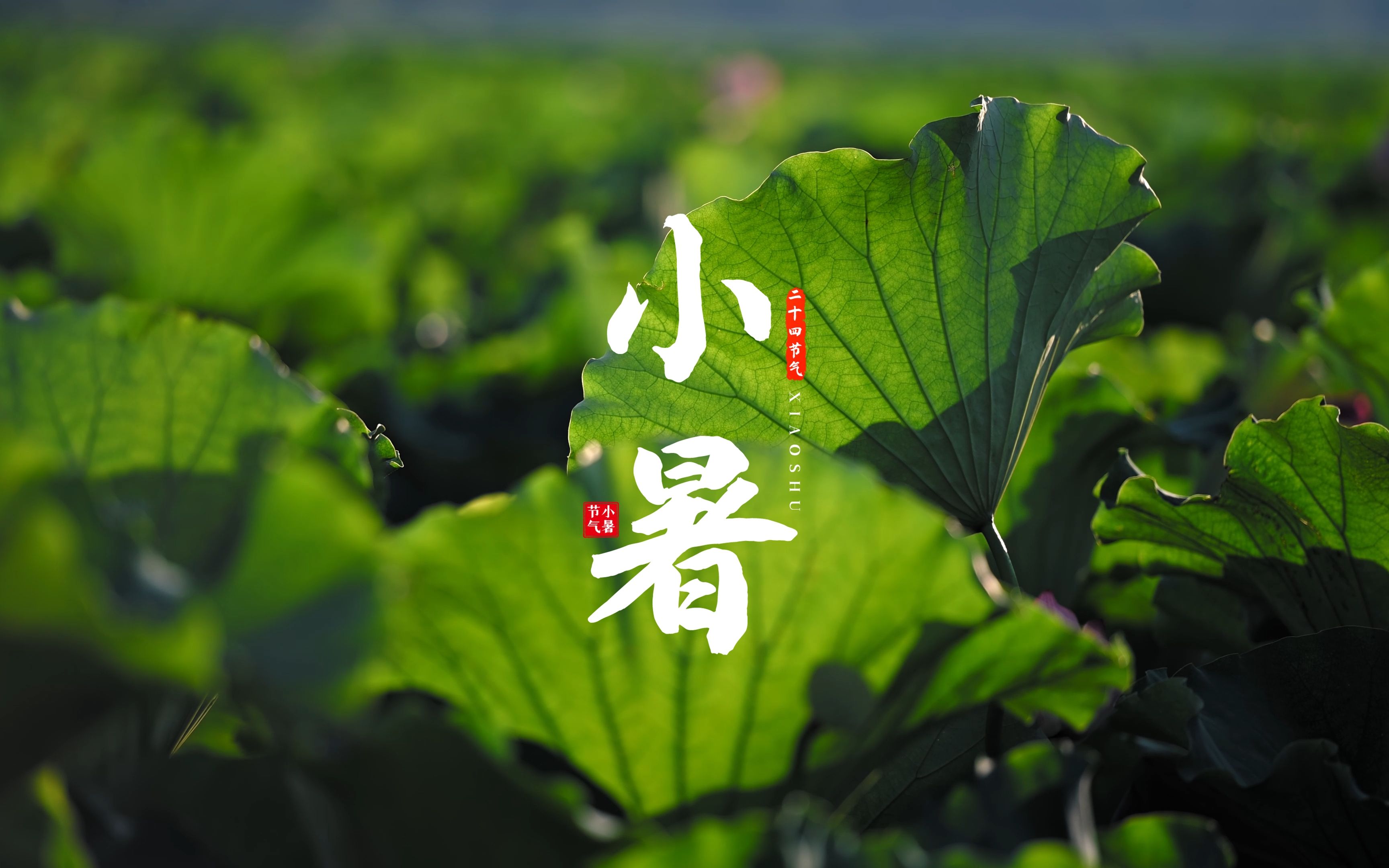 倏忽温风至，因循小暑来-8KRAW-8KRAW-哔哩哔哩视频