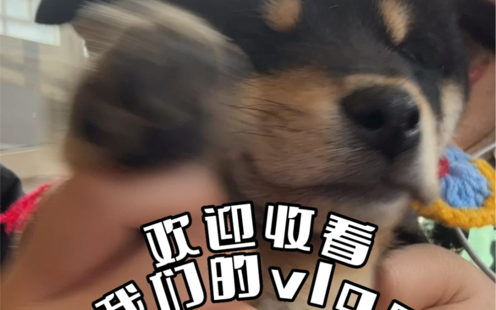 被小狗治愈的一天 放屁给戴某闻 放屁给戴某闻 哔哩哔哩视频