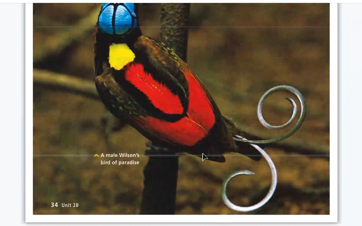 Reading Explorer 4 - Unit 2b - feathers of love 文本讲解_哔哩哔哩_bilibili