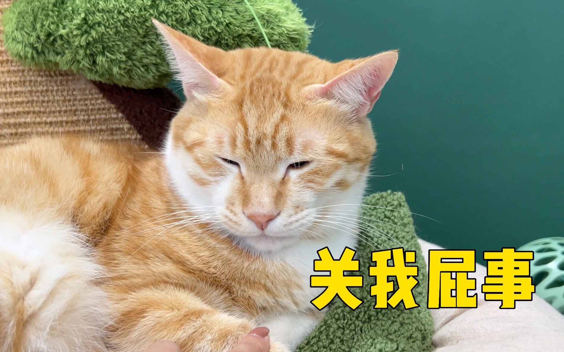 有的小猫咪像贴心的小奶狗，而有的小猫咪....-蛋妈家DMJ-蛋妈家DMJ-哔哩哔哩视频