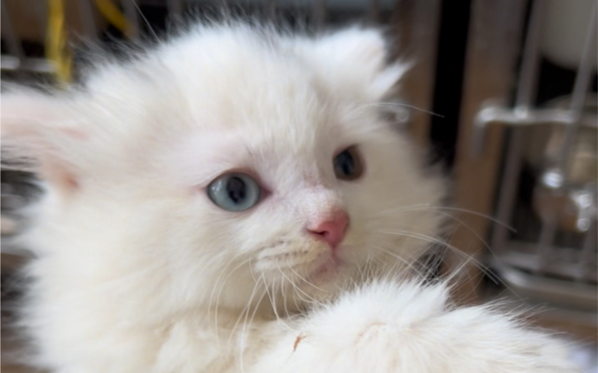 猫德学院大战狮子猫家族之断其左臂黄狸花斩其右臂了几个爪 本喵叫兔兔 本喵叫兔兔 哔哩哔哩视频