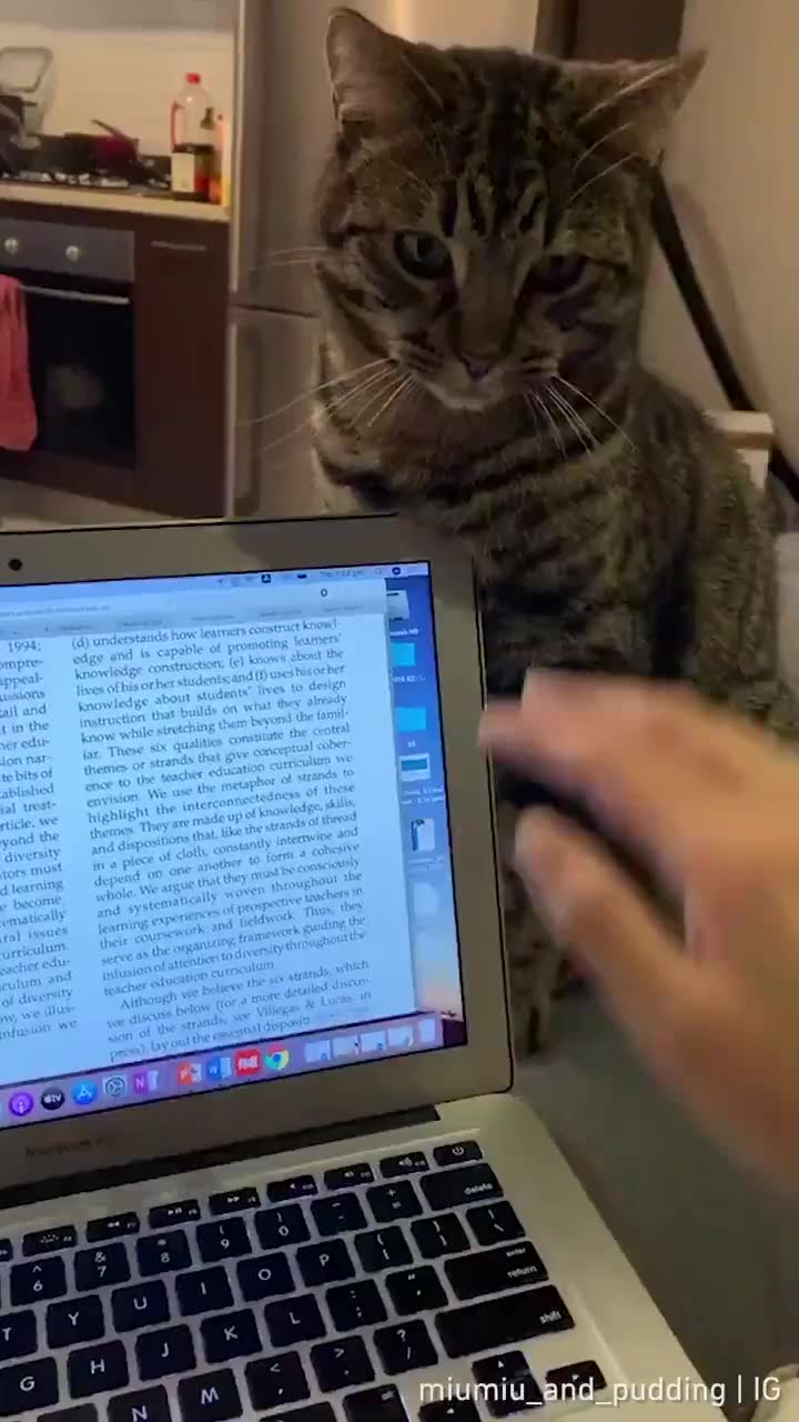 喵：万万不可，你要好好工作 ins: miumiu_and_pudding_哔哩哔哩_bilibili