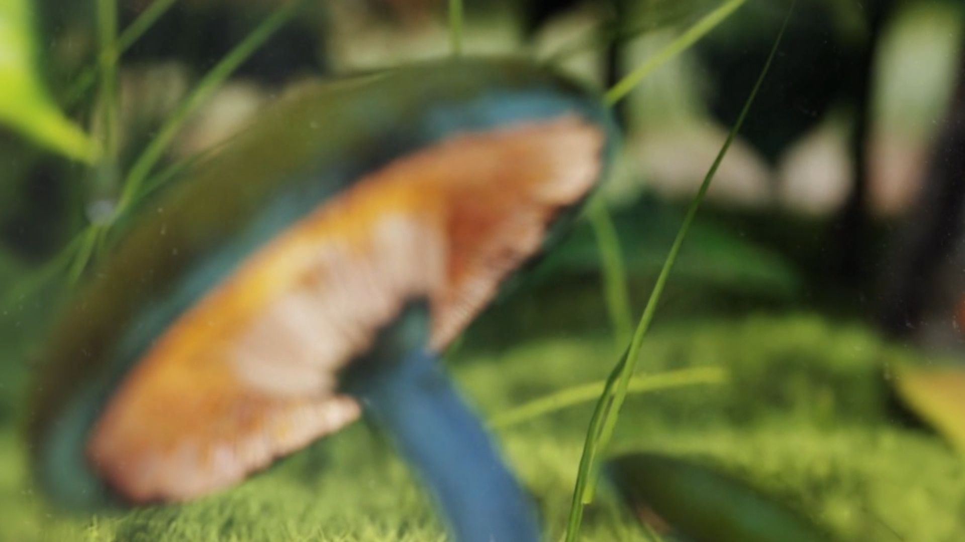 【Blender教程】Blender蘑菇建模+渲染教程-C4D教程-C4D教程-哔哩哔哩视频