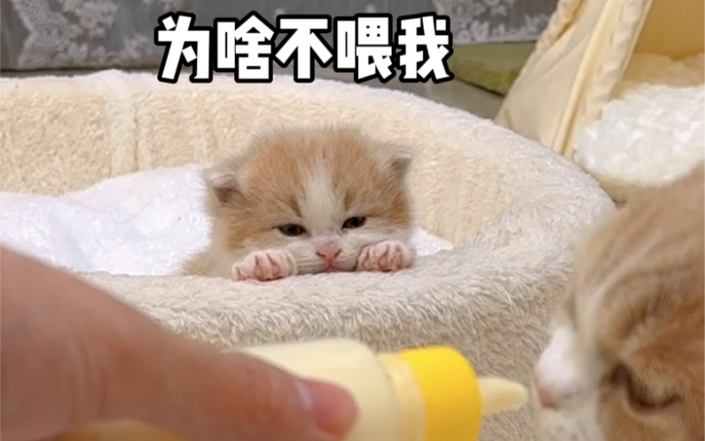 完了完了这下哄不好了 独生子的日常 独生子的日常 哔哩哔哩视频 